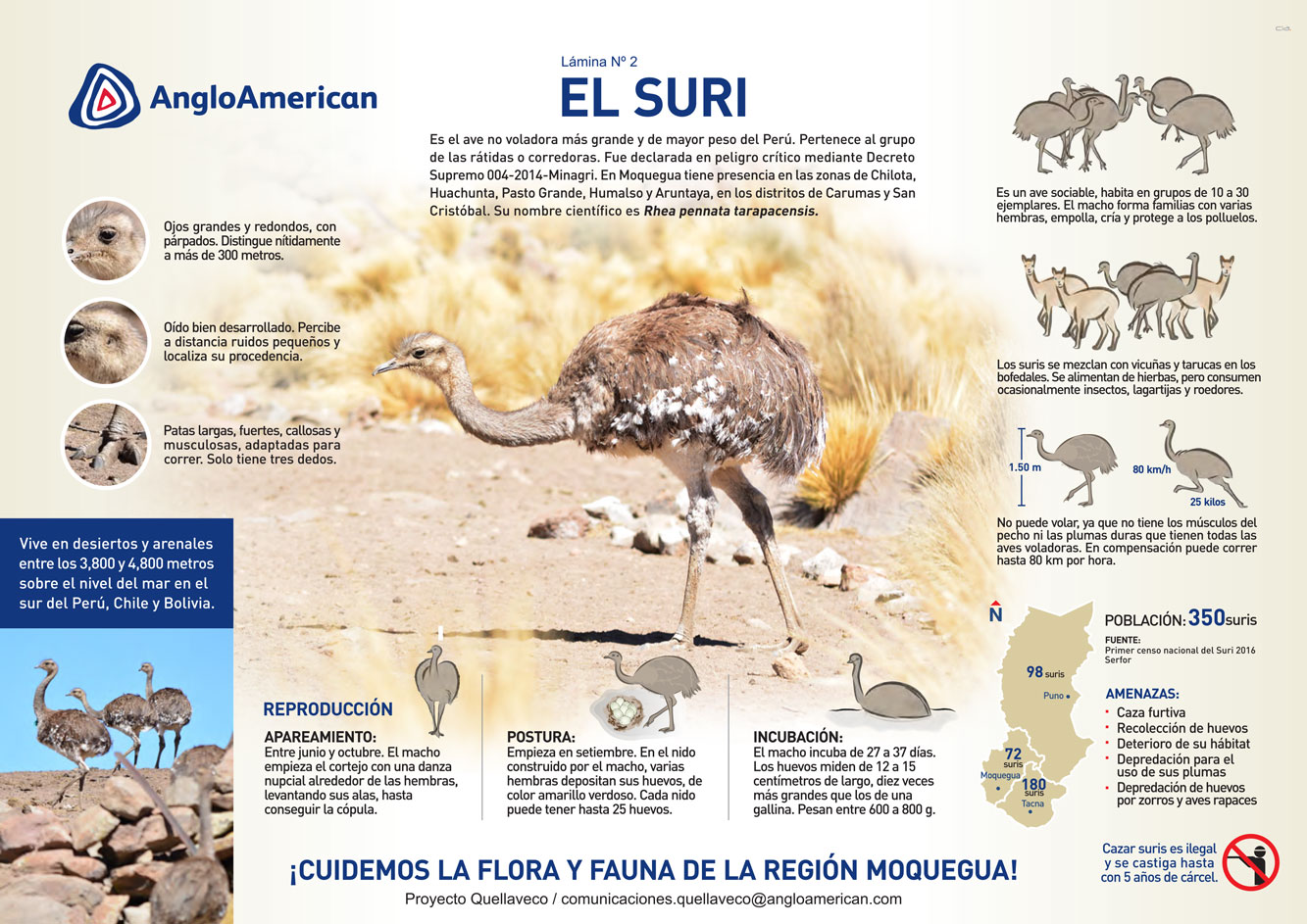 Las medidas que seguimos para cuidar al suri – Anglo American Peru